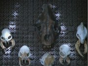 Hirogen | Memory Alpha | Fandom