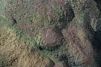 david mcdowell brown