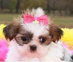 Suzy | Memory Delta Wiki | Fandom