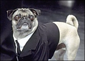 Frank the Pug | Men in Black Wiki | Fandom