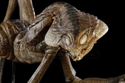 Men In Black Villain Cockroach