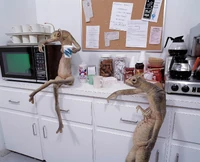 Coffee | Men in Black Wiki | Fandom