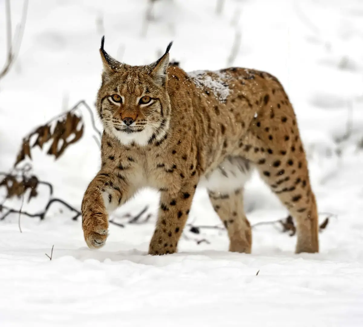 Lynx | Meow Playground Wiki | Fandom