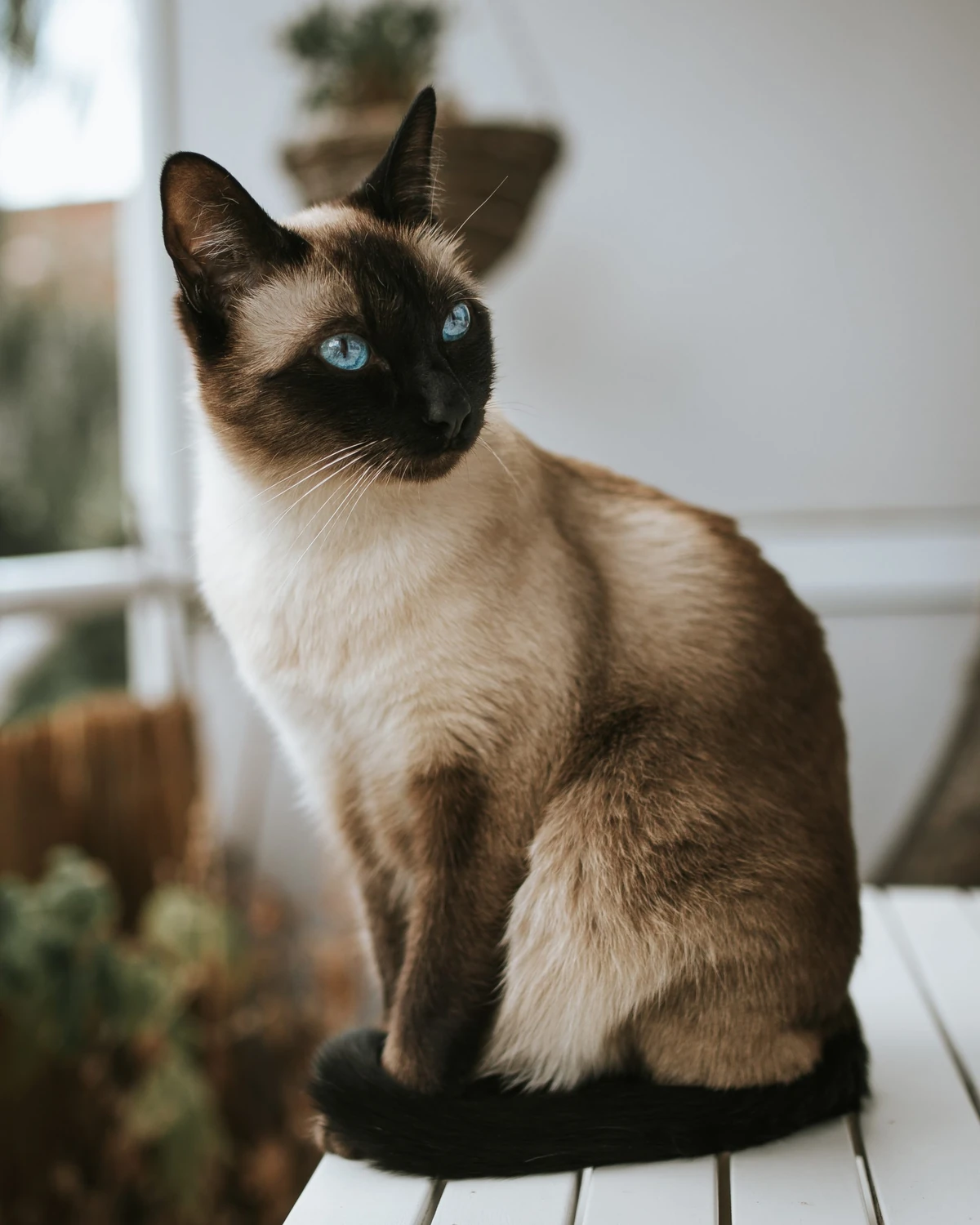 Siamese Cat | Meow Playground Wiki | Fandom