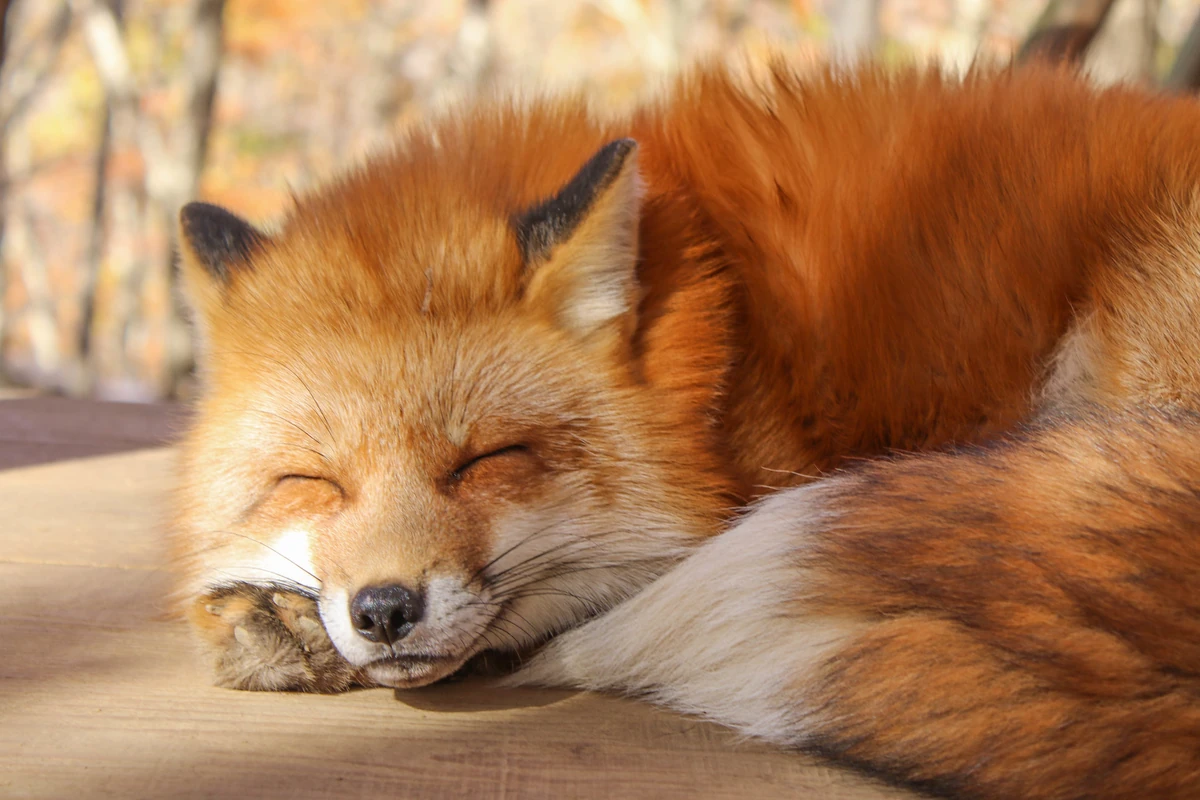 Fox | Meow Playground Wiki | Fandom