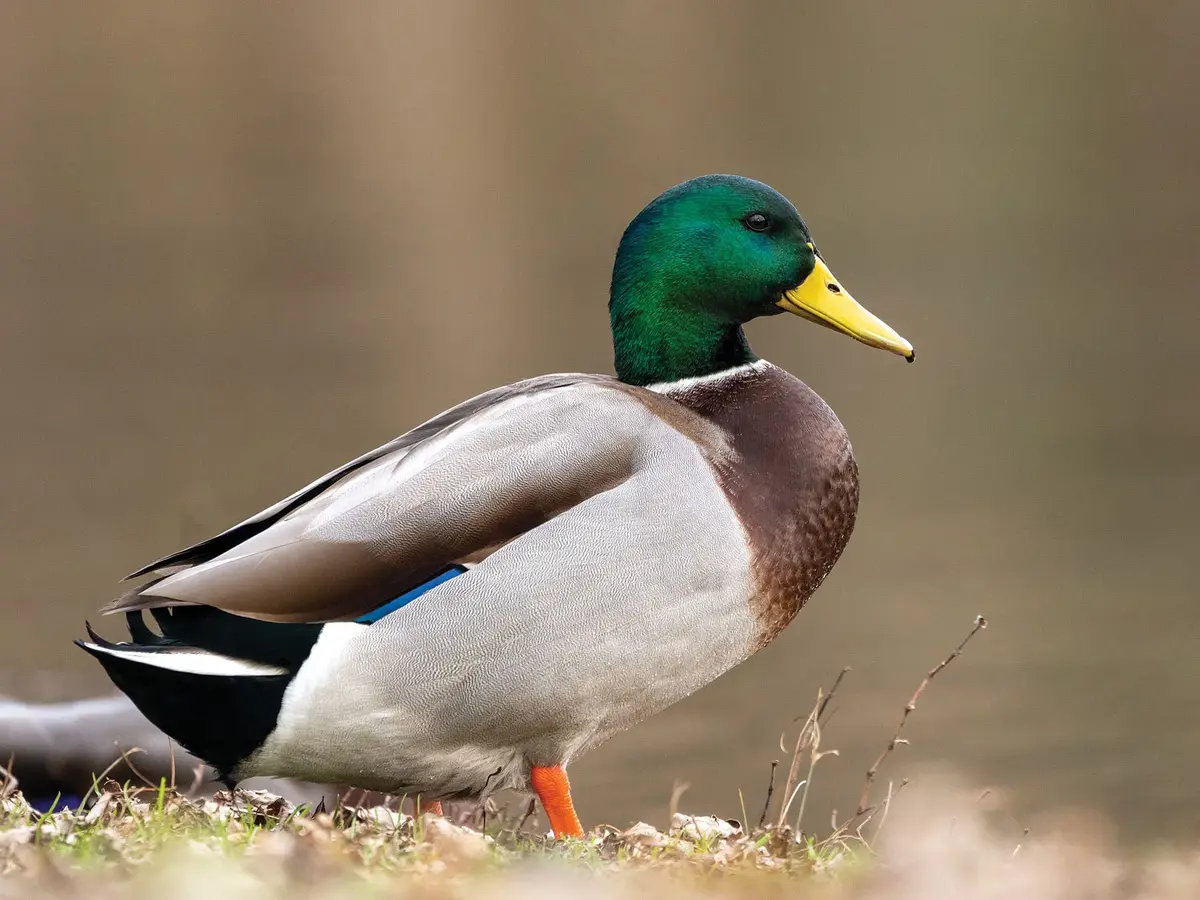 Duck | Meow Playground Wiki | Fandom