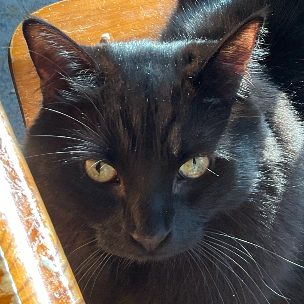 Tuddles | Random Cats Wiki | Fandom