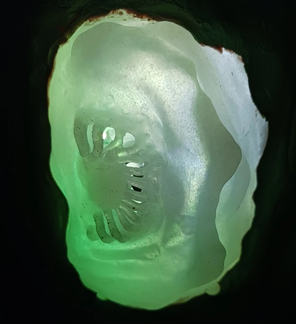 Ears of Numina / Memory Restart / Time Figs / Time Nodes | Meow Wolf ...