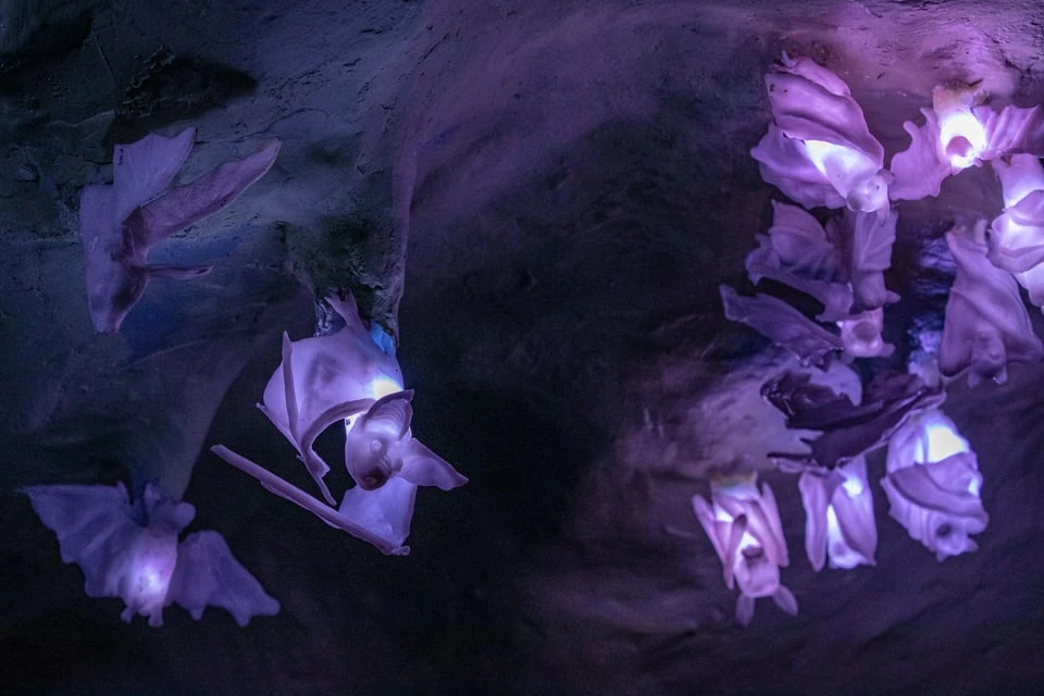 Bat Cave | Meow Wolf Wiki | Fandom