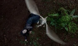 Baby White Dragon Merlin