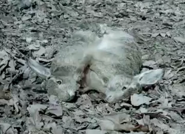 monty python rabbit attack gif