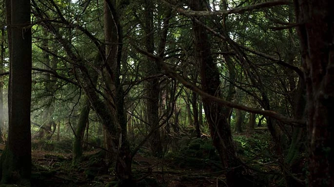 Category:Forests | Merlin Wiki | Fandom