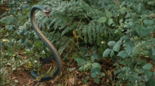 Snake | Merlin Wiki | Fandom