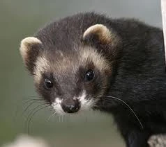 Alith | Merlin Fan Fiction Wiki | Fandom