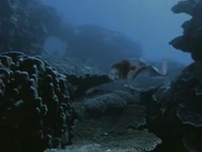 June | Mermaids Wiki | Fandom