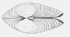 Vessin | The New Notion Club Archives | Fandom