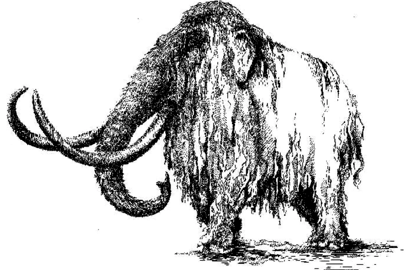 Norsu | The New Notion Club Archives | Fandom