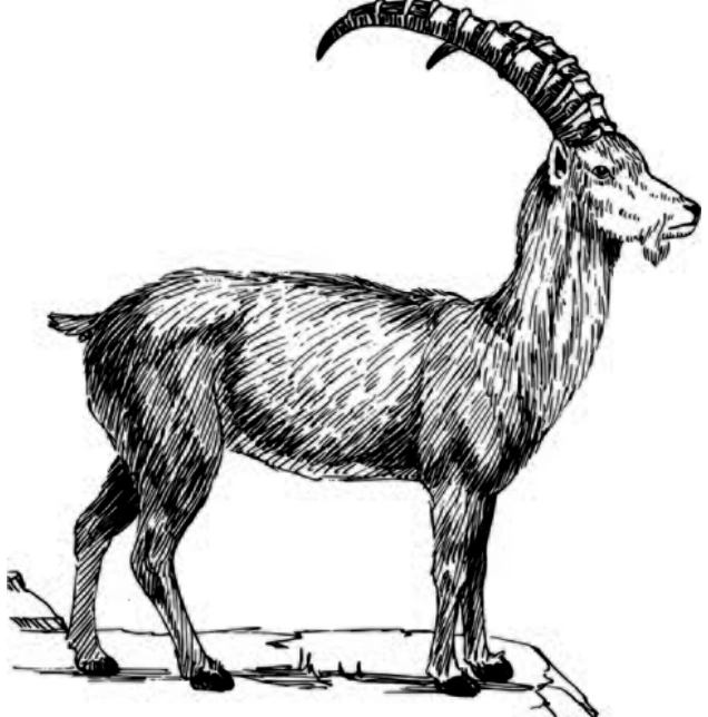 Grey Hill goats | The New Notion Club Archives | Fandom