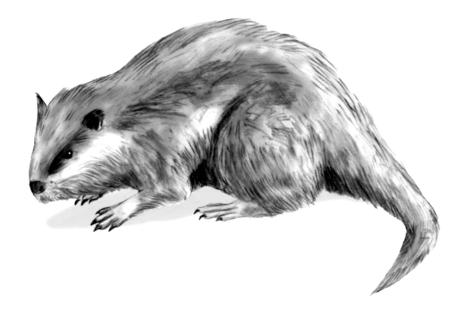 Cunara | The New Notion Club Archives | Fandom