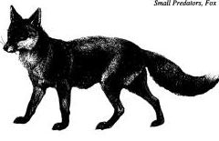 Red Ruddy | The New Notion Club Archives | Fandom