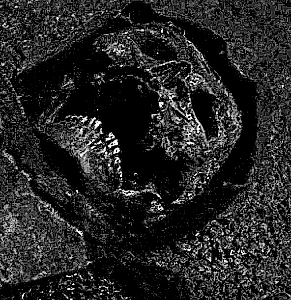 Ginar | The New Notion Club Archives | Fandom