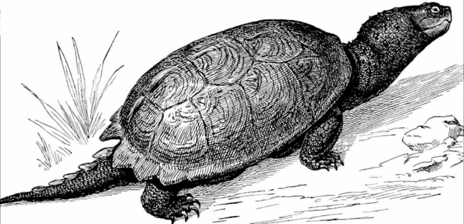 Well-traveled turtles | The New Notion Club Archives | Fandom