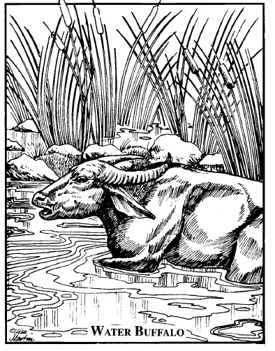 Water buffalo | The New Notion Club Archives | Fandom