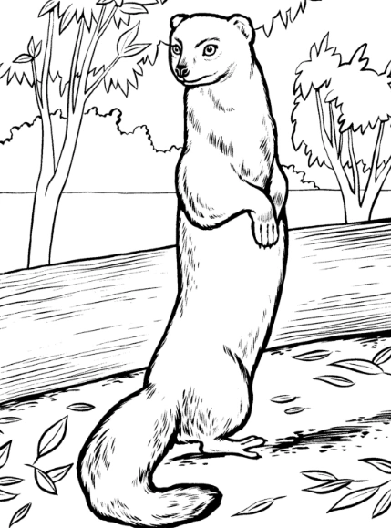 Swinky | The New Notion Club Archives | Fandom