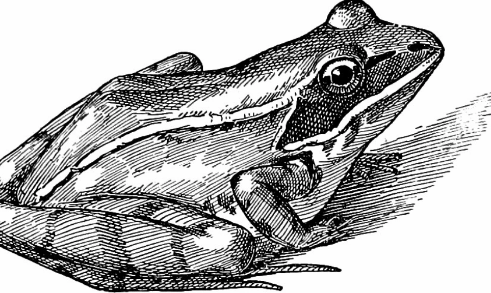 Marsh frogs | The New Notion Club Archives | Fandom