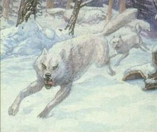 White wolf | The New Notion Club Archives | Fandom