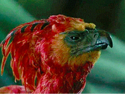 Phoenix | Merrimor Wiki | Fandom