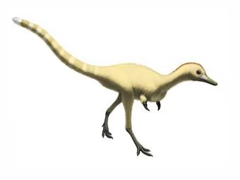 Mononykus | Mesozoic Wiki | Fandom