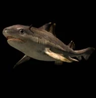 Hybodus | Mesozoic Era Wiki | Fandom