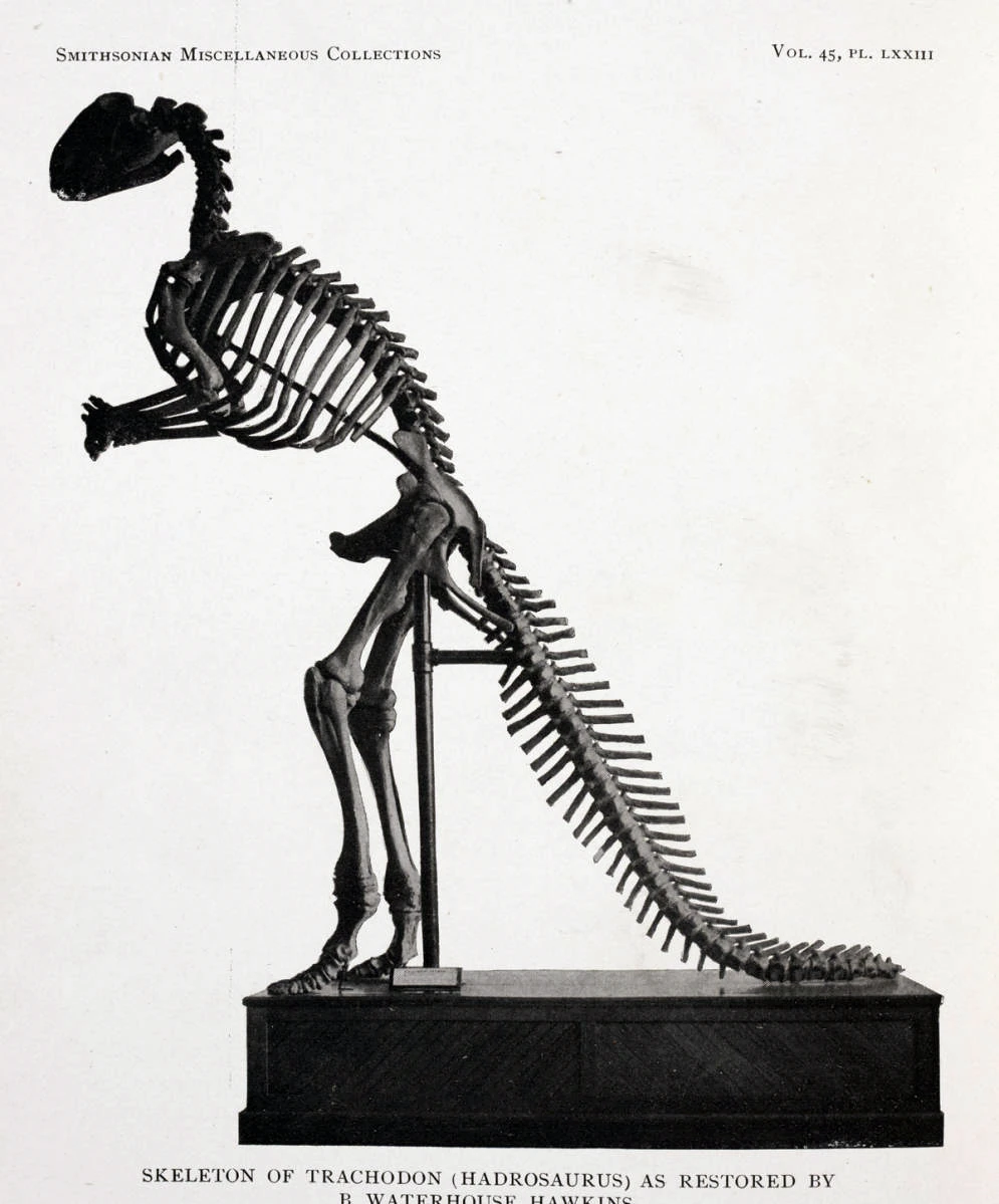 Hadrosaurus | Mesozoic Era Wiki | Fandom