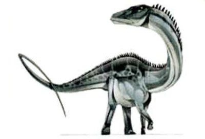 Amphicoelias | Mesozoic Era Wiki | Fandom
