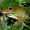 Frog | Mesozoic Era Wiki | Fandom