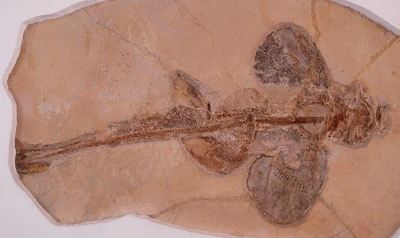 Protospinax | Wiki Mesozoico | Fandom