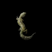 Animals in Metal Gear Solid V: The Phantom Pain | Metal Gear Wiki | Fandom