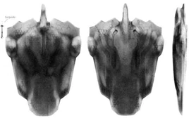 Incidente del Big Shell | Metal Gear Wiki | Fandom