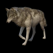 Animals in Metal Gear Solid V: The Phantom Pain | Metal Gear Wiki | Fandom