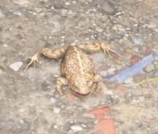 Frog | Metro Wiki | Fandom