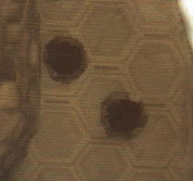 Animworm | Metroidover | Fandom