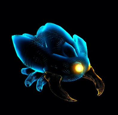 Strahlkäfer | Wikitroid | Fandom