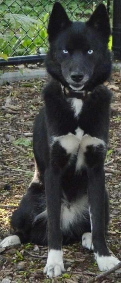 Raptor | Mha: New Blood Wiki | Fandom