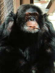 Bubbles (chimpanzee) | Michael Jackson Wiki | Fandom