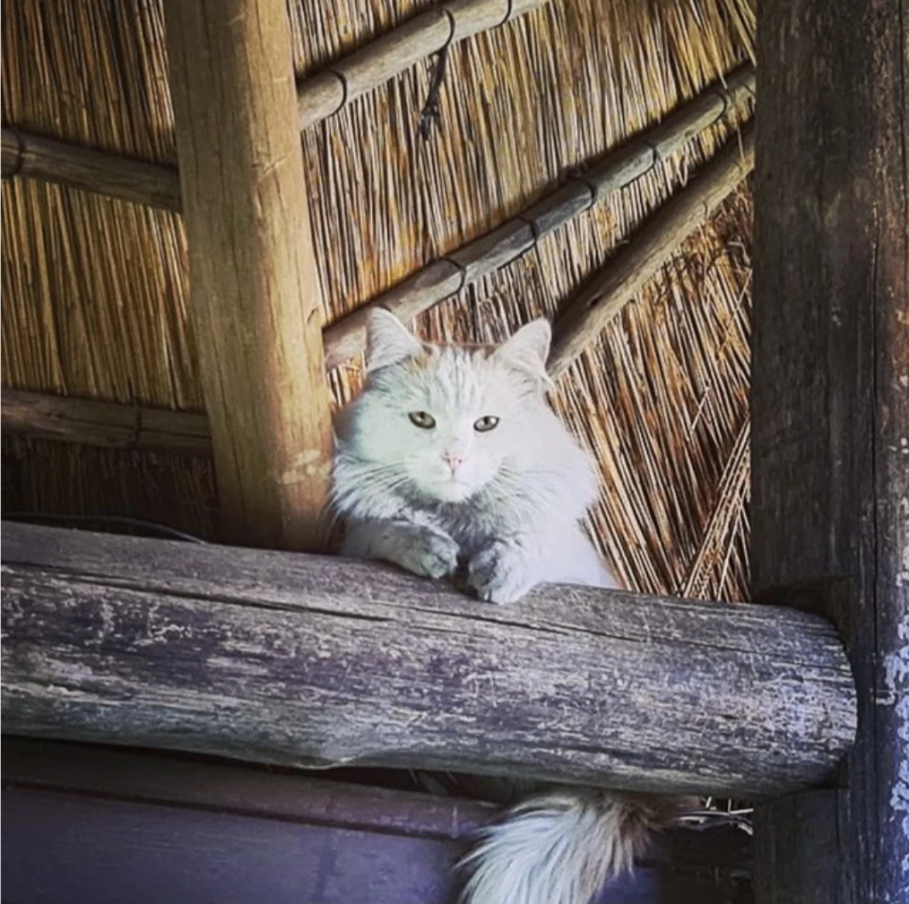 Fabrizio | Michael Jamison Wiki | Fandom