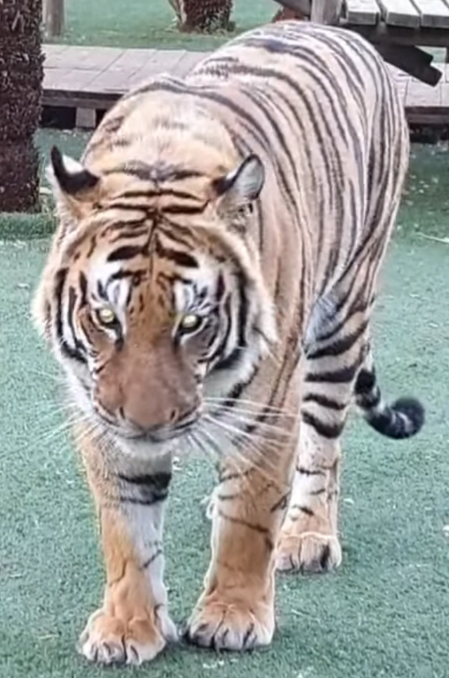 Pet Tiger Enzo