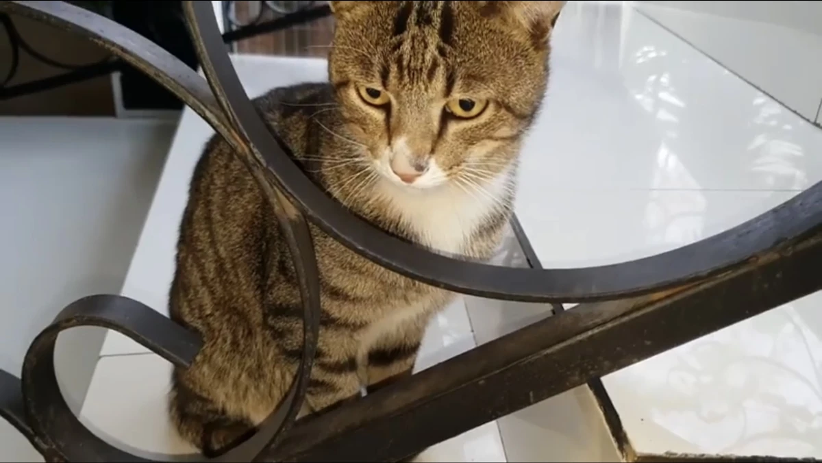 Vegetarian Cat | Michael Jamison Wiki | Fandom