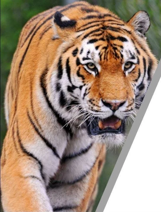 Enzo/Gallery | Michael Jamison Wiki | Fandom