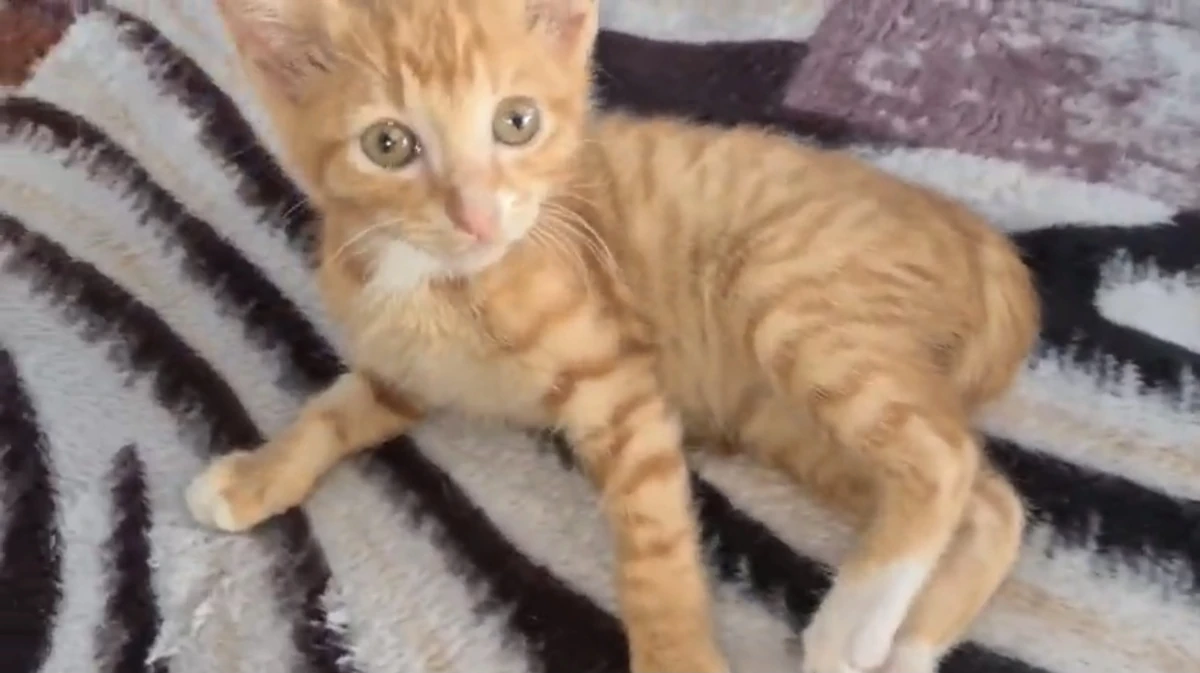 Mikey | Michael Jamison Wiki | Fandom